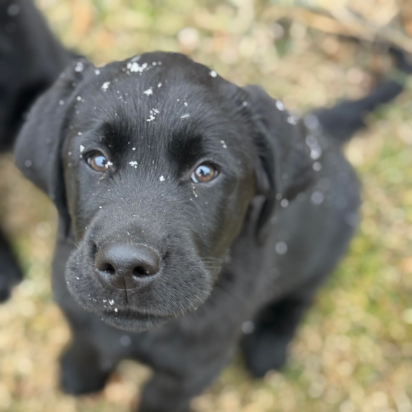 Dog Training Marker Words: Communicate Clearly With Your Pup